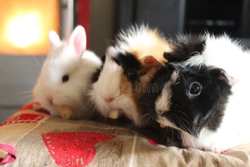 Rabbit Wearing Shoes Stock Photos - Free & Royalty-Free Stock Photos ...