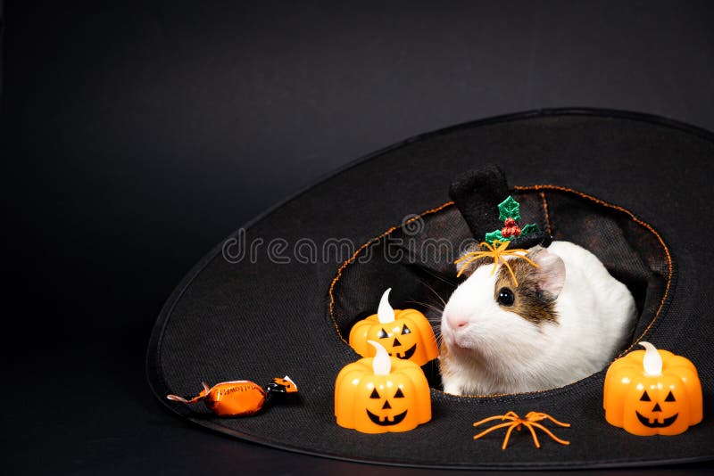 A Guinea Pig Sits in a Hat and Prepares for Halloween. Stock Photo ...