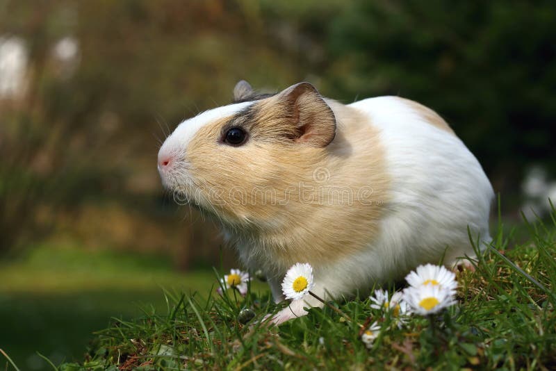 Guinea pig in spring stock image. Image of tiny, rodent - 53040909