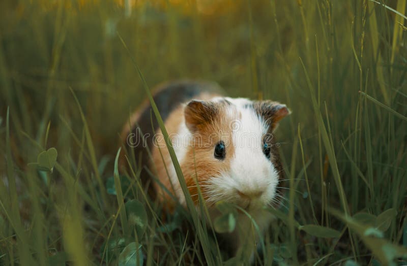 Guinea Pig Standing in Grass Stock Photo - Image of grassthicket ...
