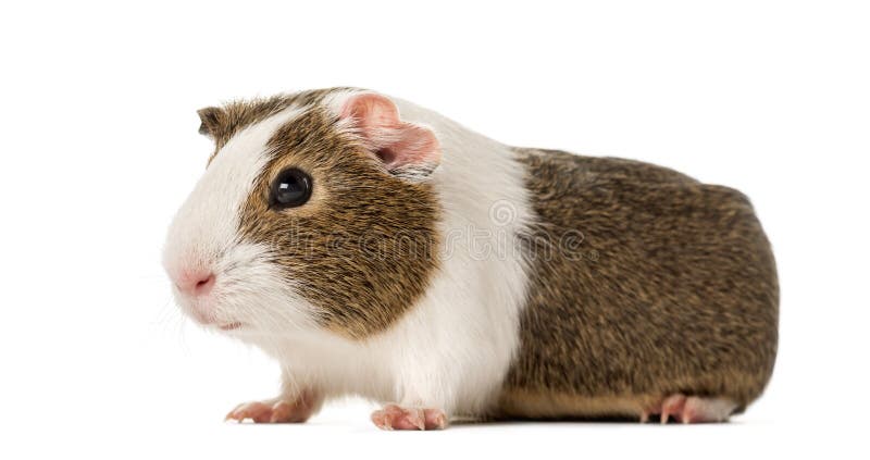 Guinea pig standing , stock image. Image of cavia, domestic - 89215239