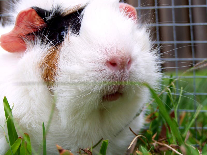 Guinea Pig Stare stock image. Image of outdoors, green - 5073987