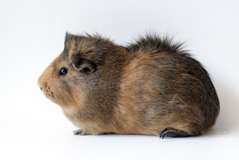 Guinea Pig On White Background Stock Photo - Image of whiskers, head ...