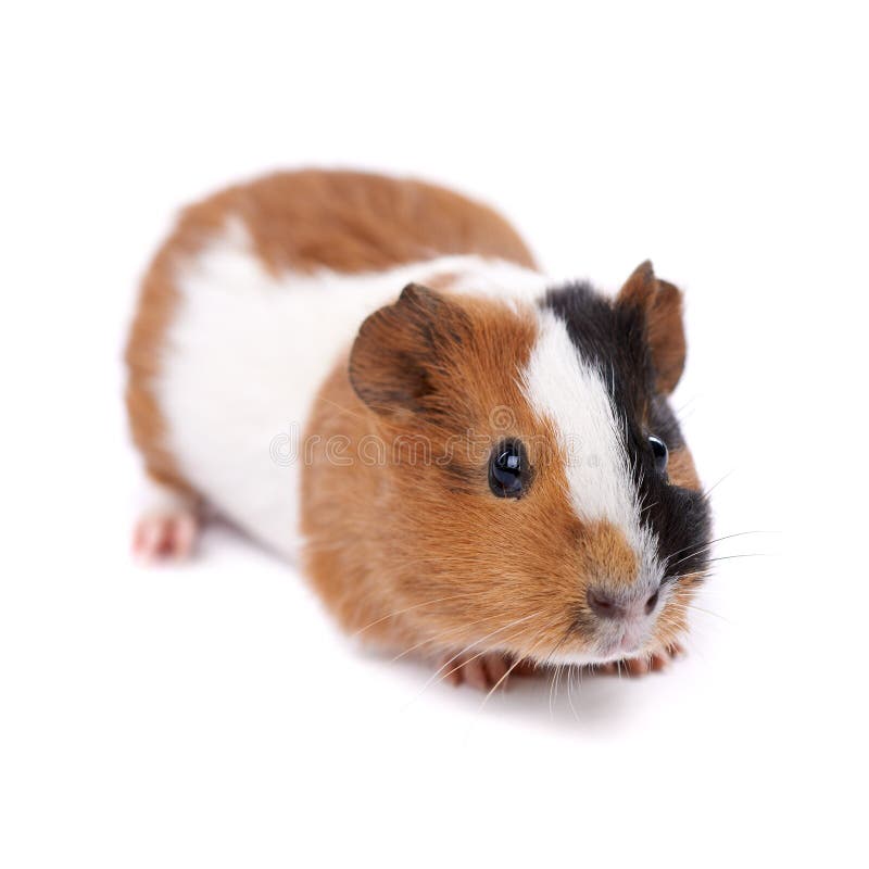Brindle Guinea Pig Stock Photos - Free & Royalty-Free Stock Photos from ...
