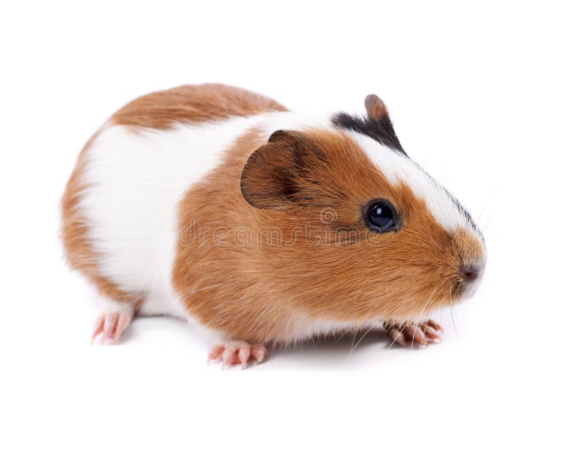 753 Spotted Black Darnish Pig Stock Photos - Free & Royalty-Free Stock ...