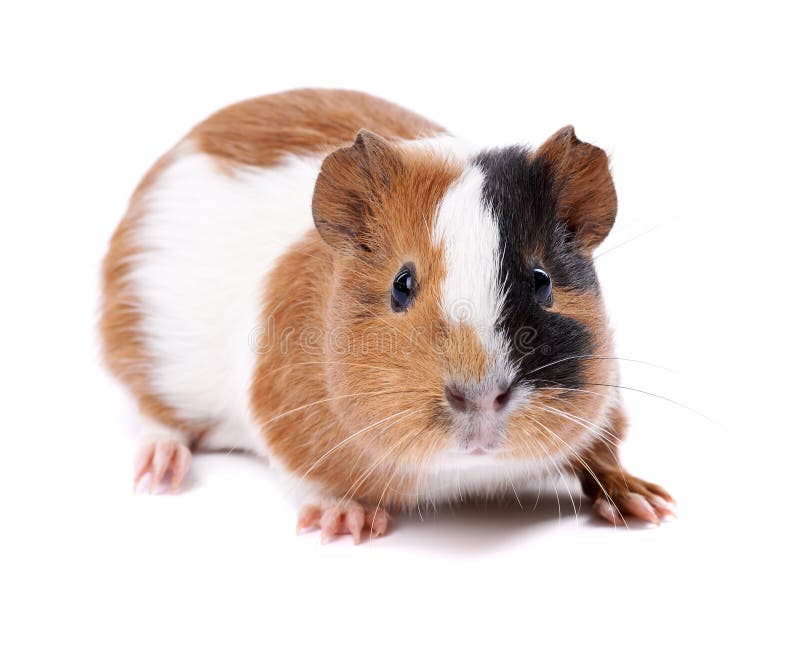 Guinea Pig on a White Background Stock Image - Image of small, domestic ...