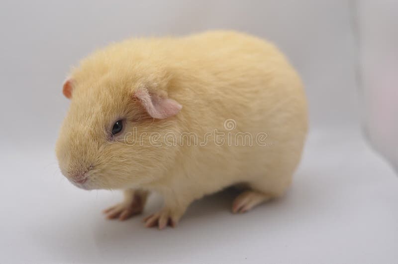Guinea pig yellow stock photo. Image of mammal, gerbil - 51146814