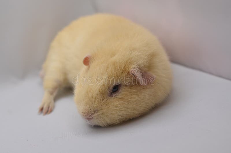 Guinea pig yellow stock image. Image of fauna, mouse - 51146815