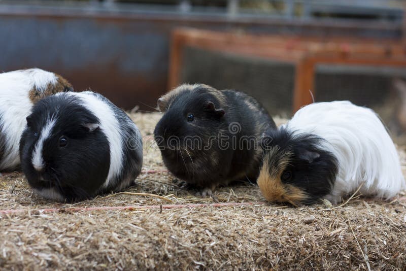 Guinea pigs stock photo. Image of animal, wild, straw - 26259980
