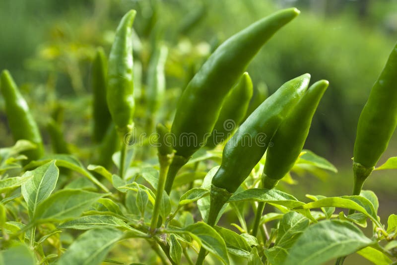 Pimienta de Guinea imagen de archivo. Imagen de verde - 26696597