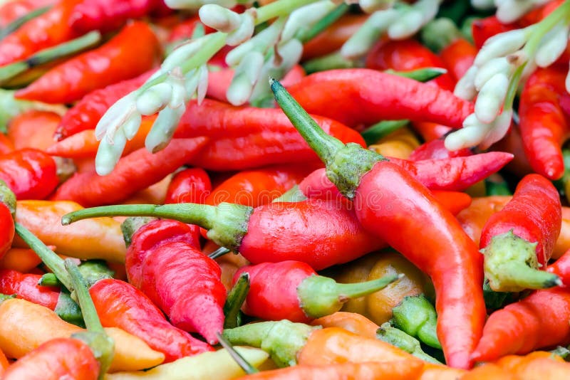 Guinea-pimienta foto de archivo. Imagen de detalle, chile - 26214464