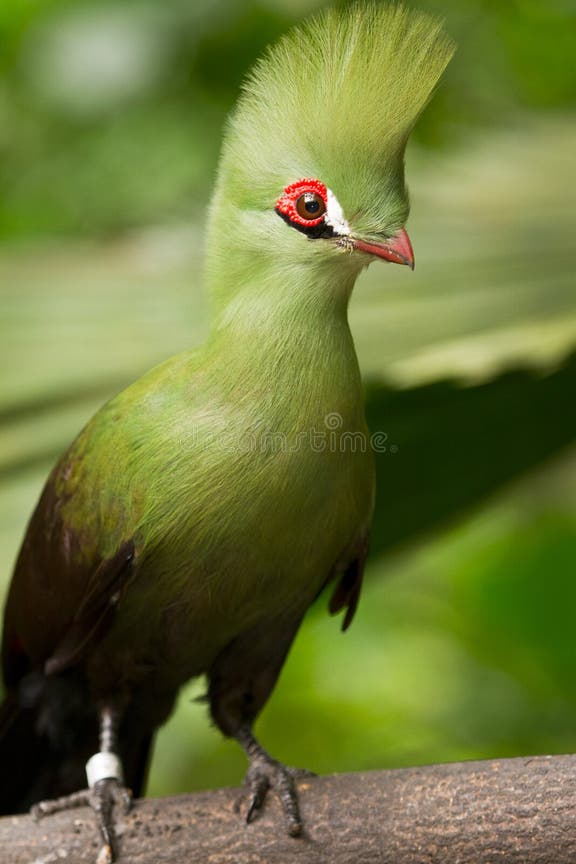 Guinea Turaco stock photo. Image of angola, mozambique - 18536462