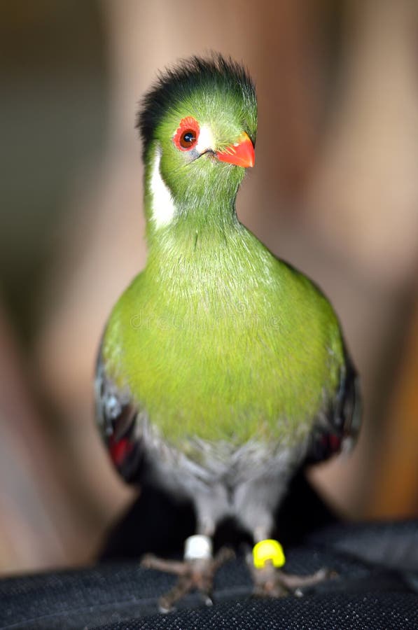 Guinea Turaco stock image. Image of black, tauraco, african - 38908567