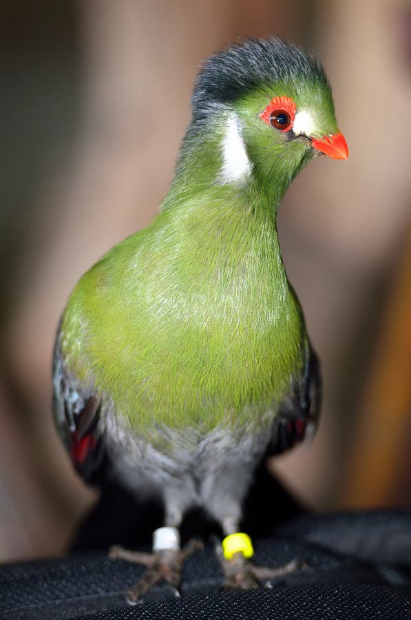 Turaco stock image. Image of bird, turaco, schalow, aviary - 29225731