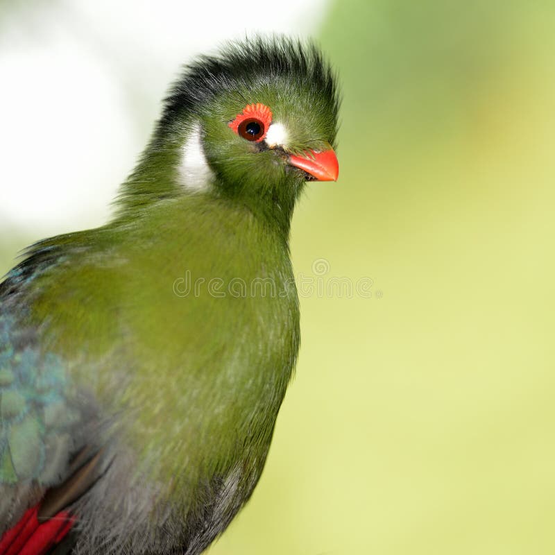 Guinea Turaco stock image. Image of exotic, jungle, turaco - 83202109