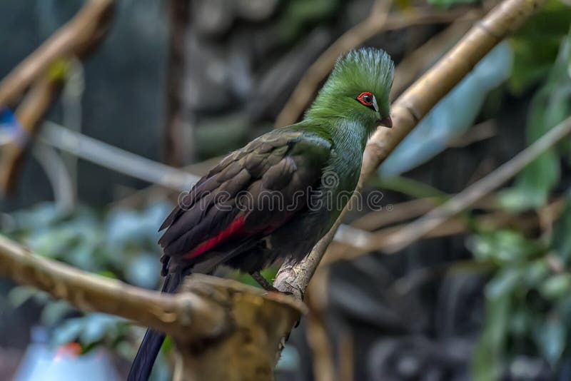The Guinea Turaco Tauraco Persa Stock Photo - Image of closeup, close ...