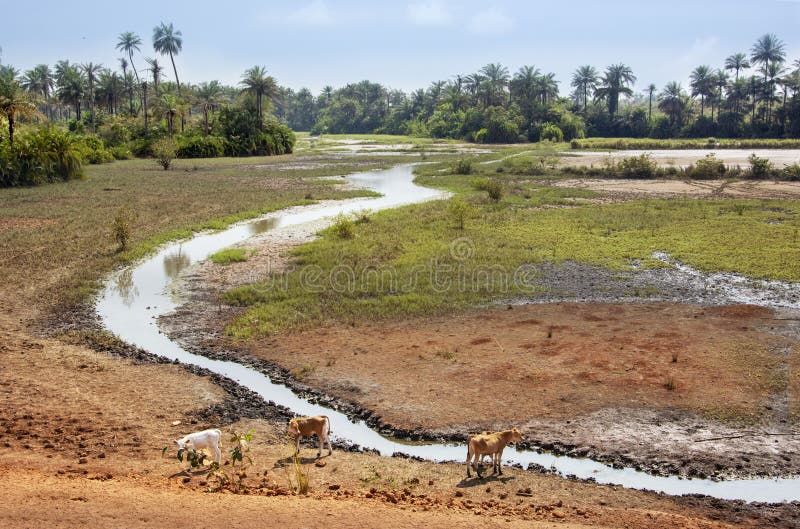 Guinea. West Coast of Africa. Conakry Vicinity Stock Image - Image of ...