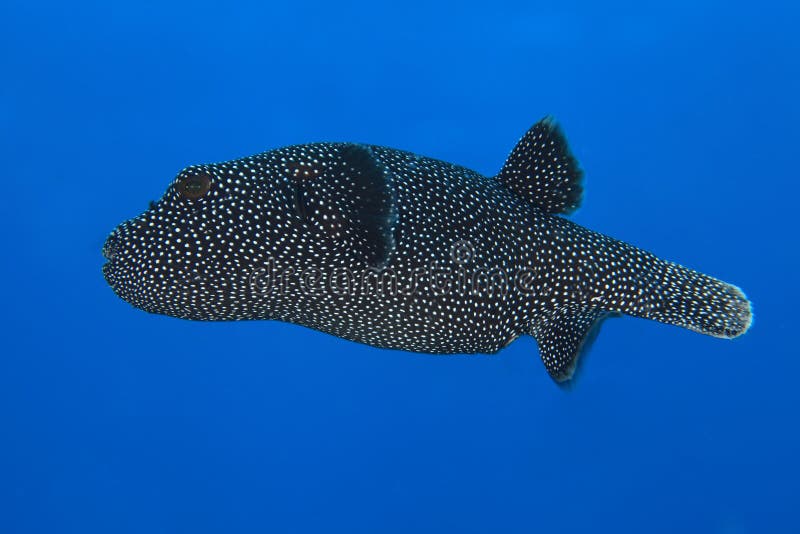 Guineafowl pufferfish stock photo. Image of maldives - 28388412