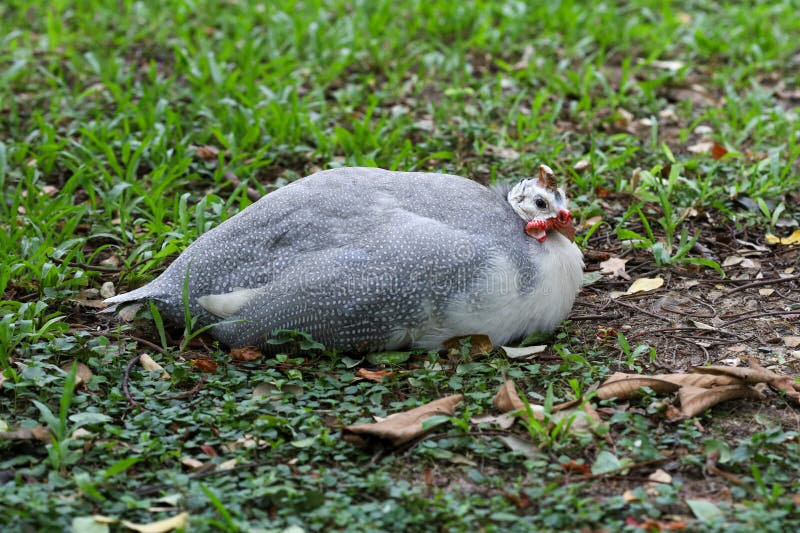 The Guineafowl is Rest on Nature Garden Under Tree Stock Image - Image ...