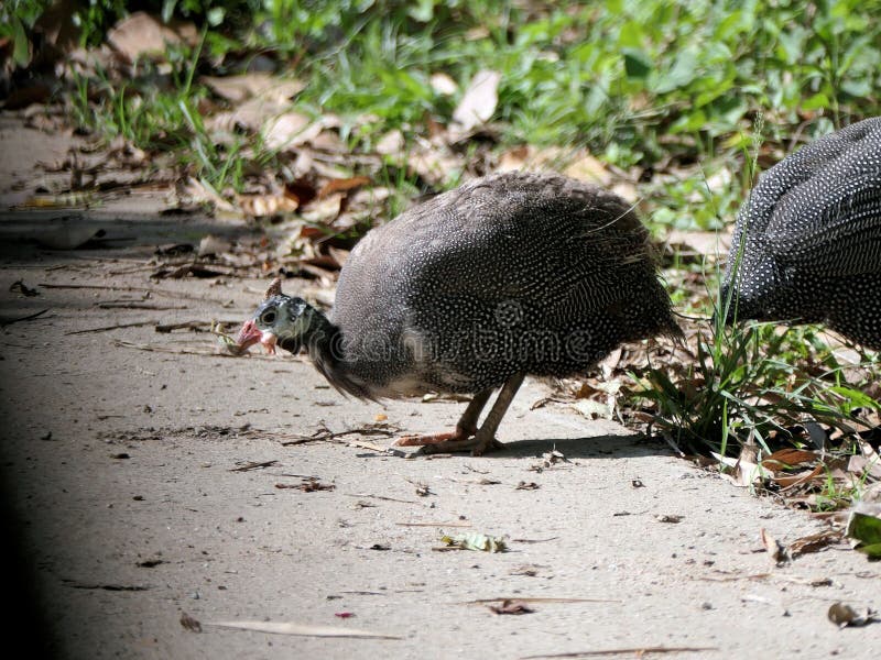 Guineafowl Walking on a Dirt Path Stock Photo - Image of animal ...