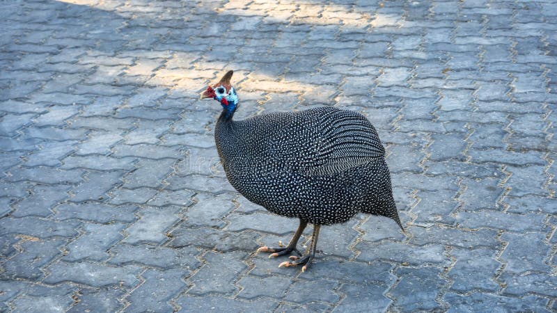 Guineafowl in the yard stock image. Image of gallinaceous - 269326749