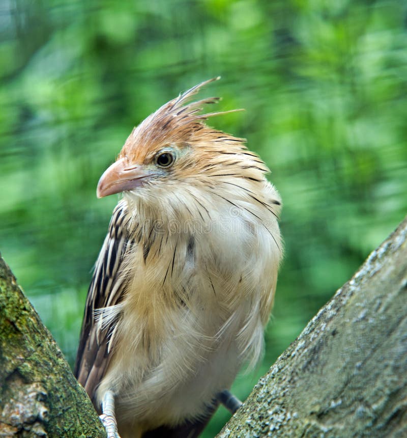 Guira cuckoo stock photo. Image of finch, twig, tree - 268440702