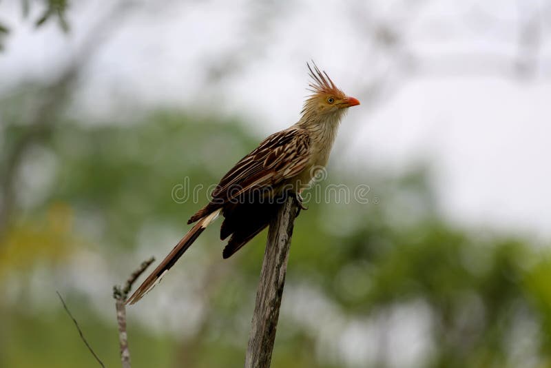 Guira Gmel de Guira foto de stock. Imagem de cuco, américa - 50392198