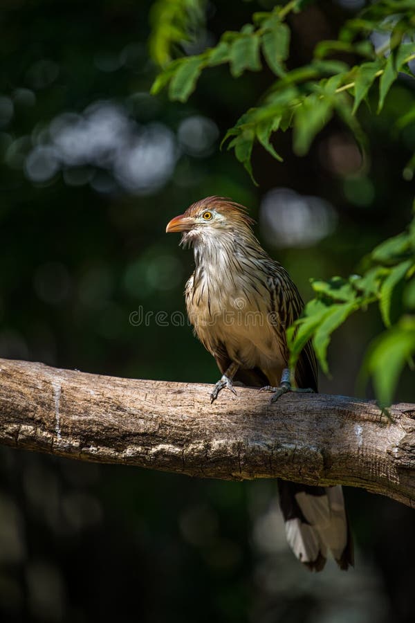 Guira Guira Portrait in Nature Stock Image - Image of guira, tree ...