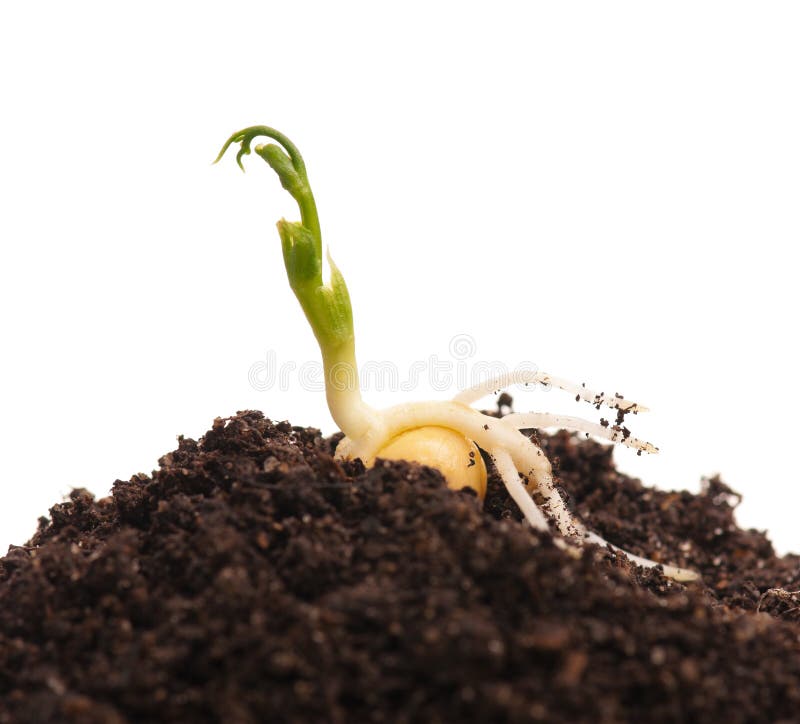 Guisante amarillo brotado imagen de archivo. Imagen de suelo - 67195531