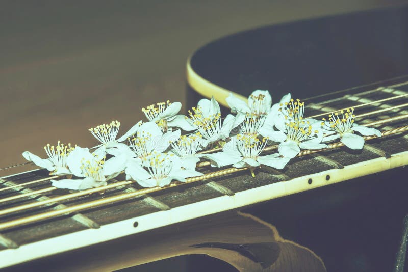 Guitar in Flowers. White Flowers on Strings Stock Image - Image of ...