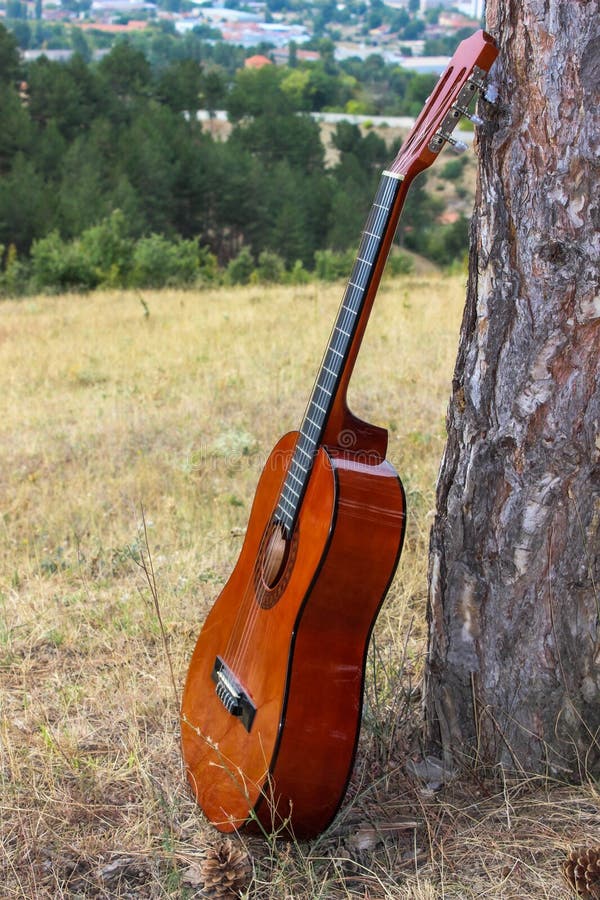 A guitar and a tree trunk stock photo. Image of tree - 269484028