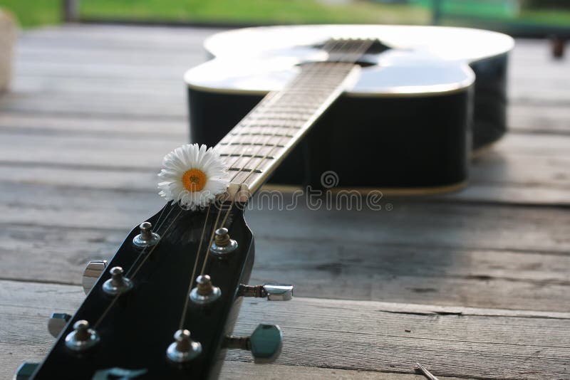 Guitar string and daisy stock photo. Image of black, acoustic - 78609672