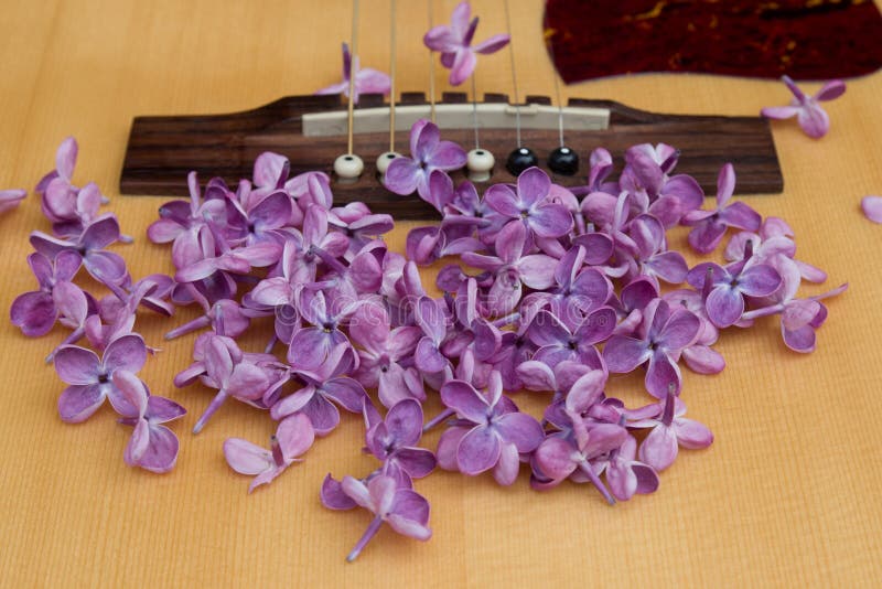 Flowers and Music - Pink Tulip Stock Photo - Image of strings, regional ...