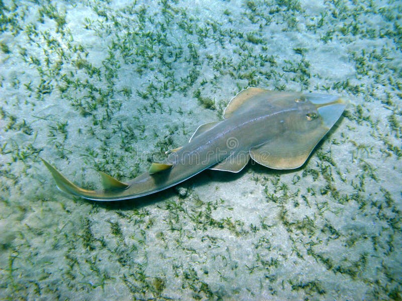 Guitarfish Beaked foto de stock. Imagem de coral, perigo - 9705790