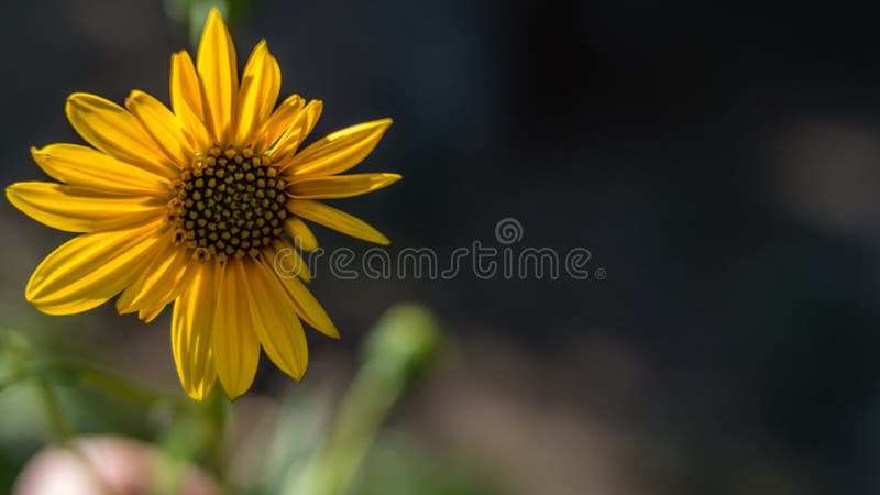 Gul blomma arkivfoto. Bild av växt, lampa, jord, höst - 100658840