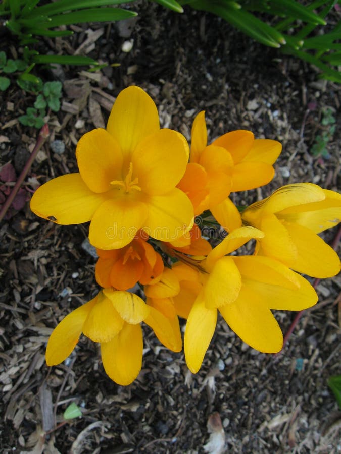 Gul blomma arkivfoto. Bild av växt, blomma, livstid - 103215756