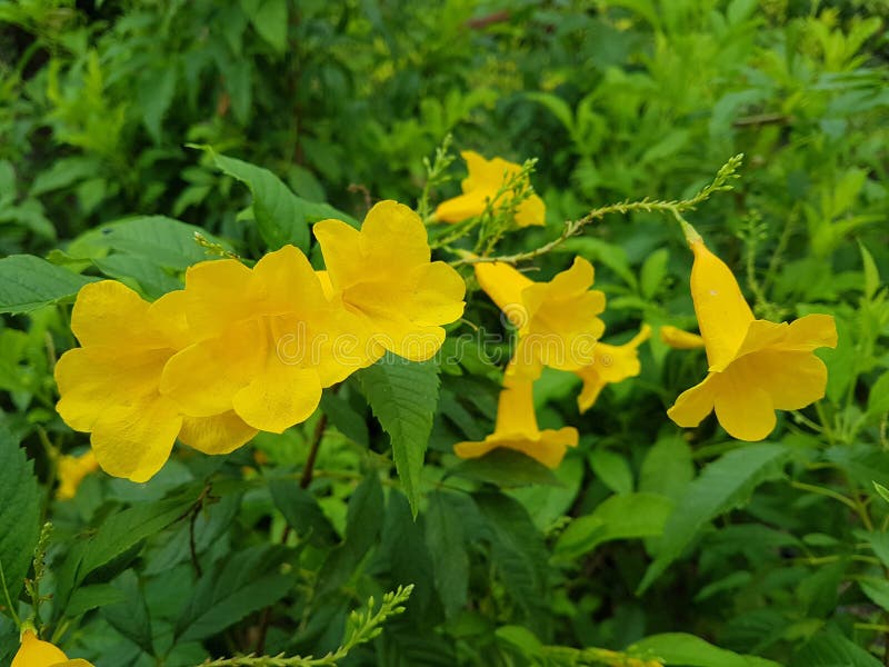 Gul blomma fotografering för bildbyråer. Bild av blad - 103991671