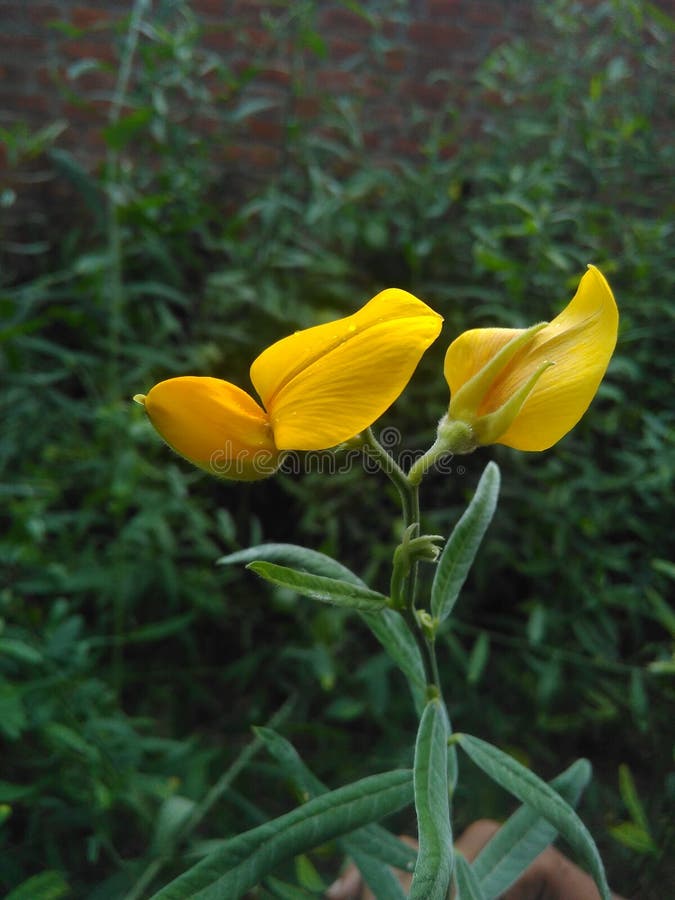 Gul blomma fotografering för bildbyråer. Bild av blomma - 104969677