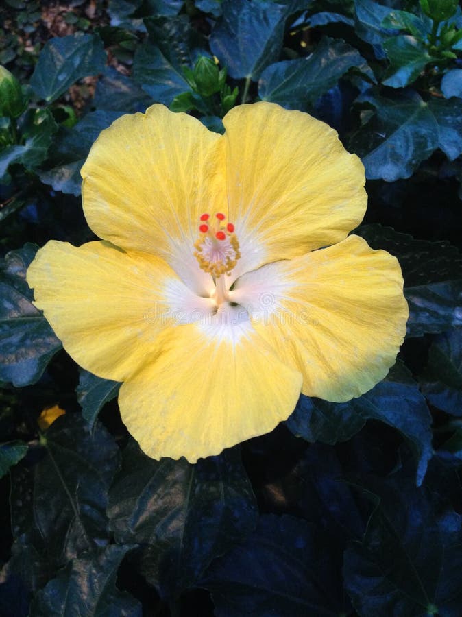 Gul blomma fotografering för bildbyråer. Bild av rött - 110982089