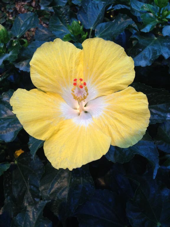 Gul blomma fotografering för bildbyråer. Bild av rött - 110982089