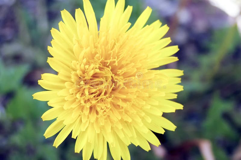 Gul blomma fotografering för bildbyråer. Bild av stängning - 125902003