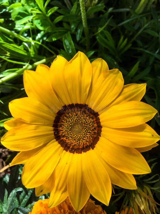 Gul blomma arkivfoto. Bild av bakgrund, växt, perfektion - 128245730