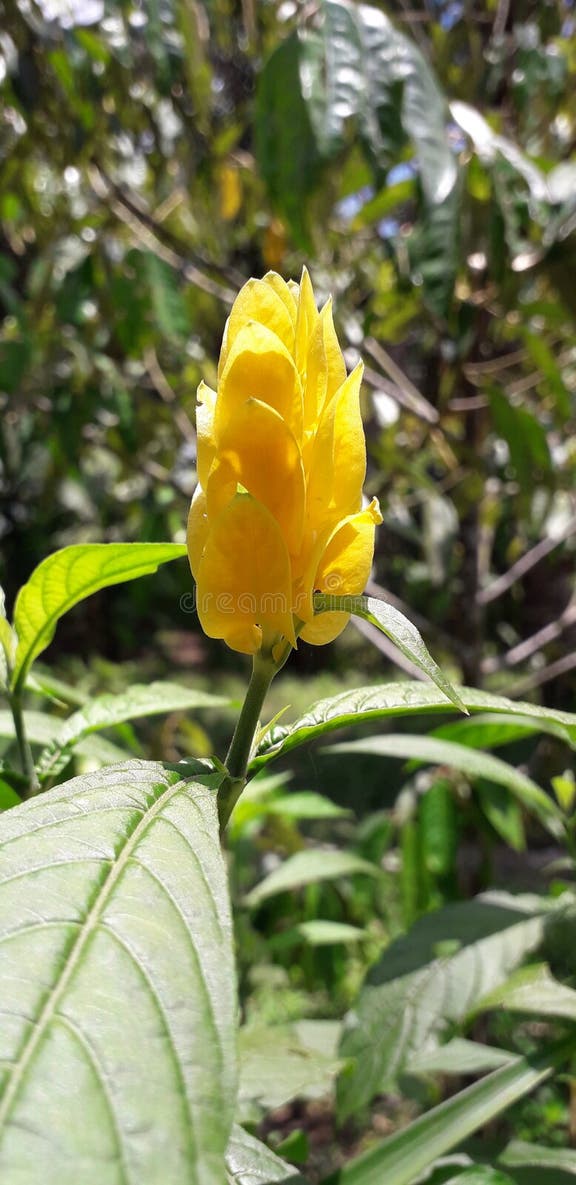 Gul blomma fotografering för bildbyråer. Bild av jasmin - 156055209