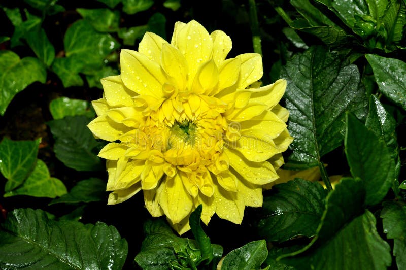 Gul blomma fotografering för bildbyråer. Bild av blomma - 31302889