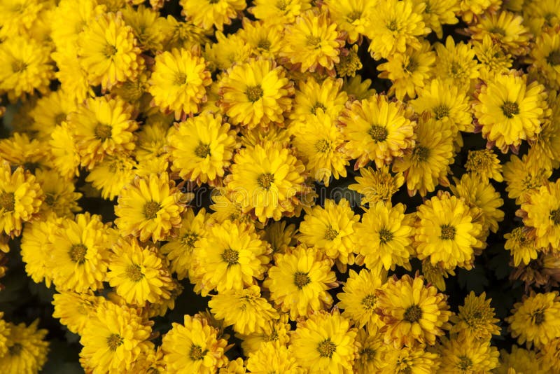 Gul blomma arkivfoto. Bild av härlig, färgrikt, bakgrund - 36758102