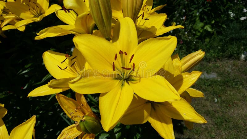 Gul blomma fotografering för bildbyråer. Bild av blommor - 43293343