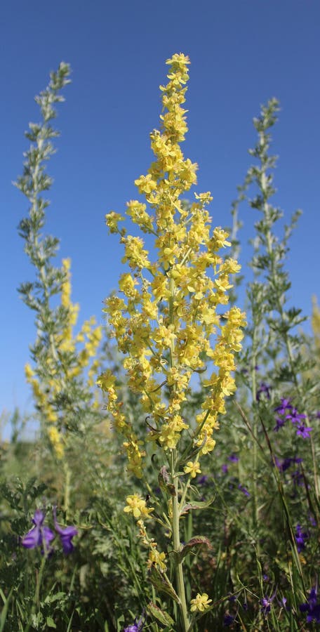 Nasekomoe - Photographer profile