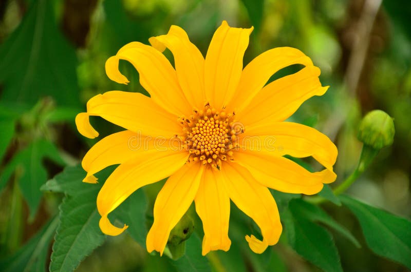 Gul blomma av berget arkivfoto. Bild av tydlig, utformning - 47185762