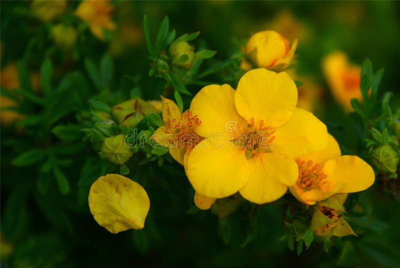 Gul blomma fotografering för bildbyråer. Bild av drömlikt - 57457325