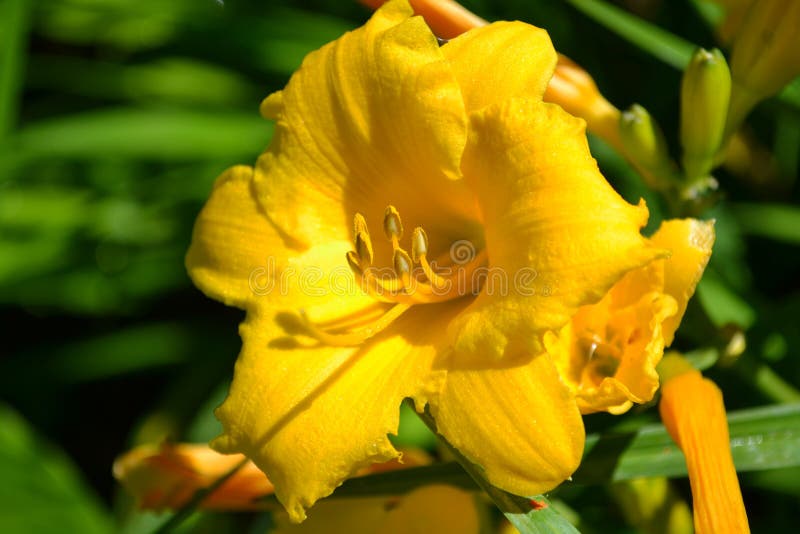 Gul blomma fotografering för bildbyråer. Bild av beslutsamhet - 68591059